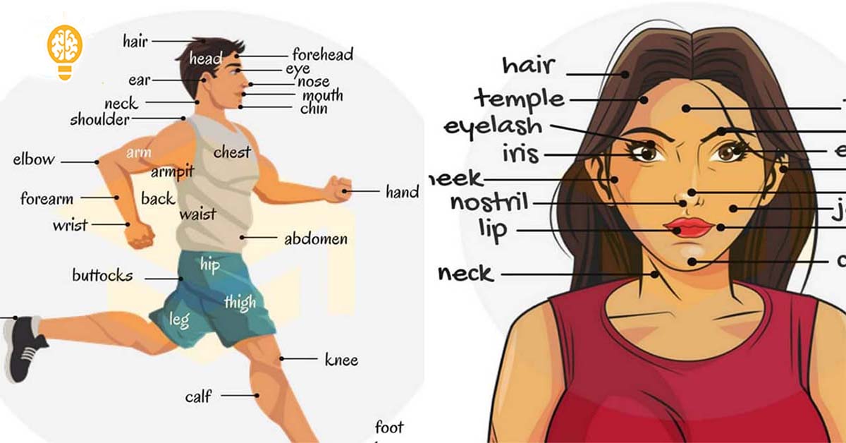 Parts Of The Body In Marathi Archives Gk In Marathi